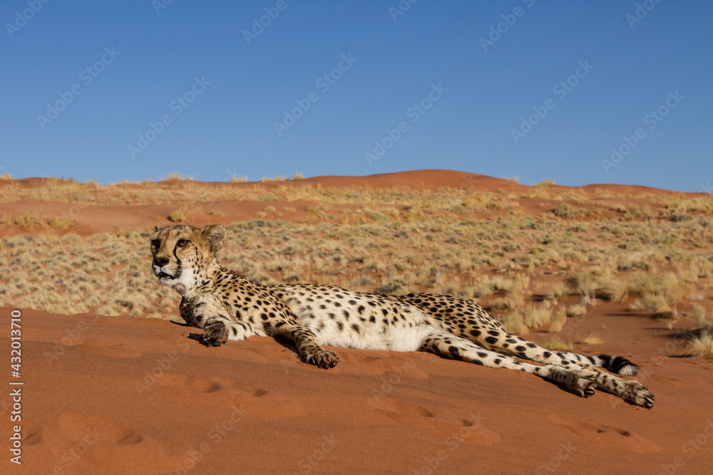 Cheetah relaxing on sand dune. Taken in Namibia near the Namib Naukluft ...