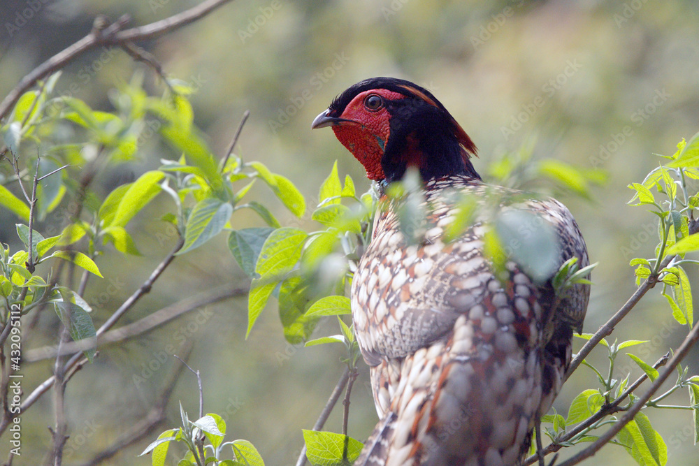 Cabot's Tragopan, (Tragopan cabotia), a rare pheasant, male in tree ...