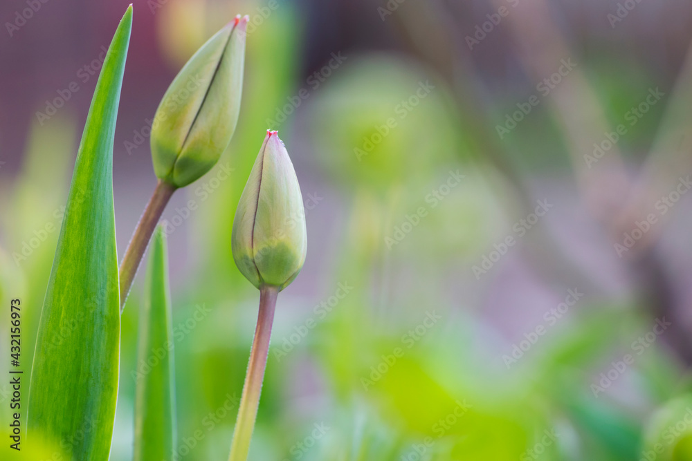 Stock-Foto „tulip bud. The closed bud of a red tulip, close-up. two ...