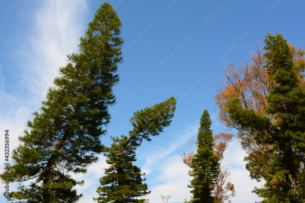 Cook pines (Araucaria columnaris) tall, lean conifers that scientists ...