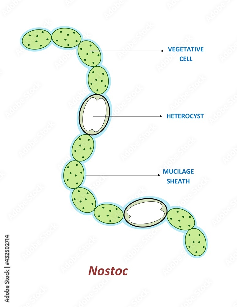 DIAGRAM SHOWING A FILAMENT OF NOSTOC, A BLUE GREEN ALGAE Stock ...