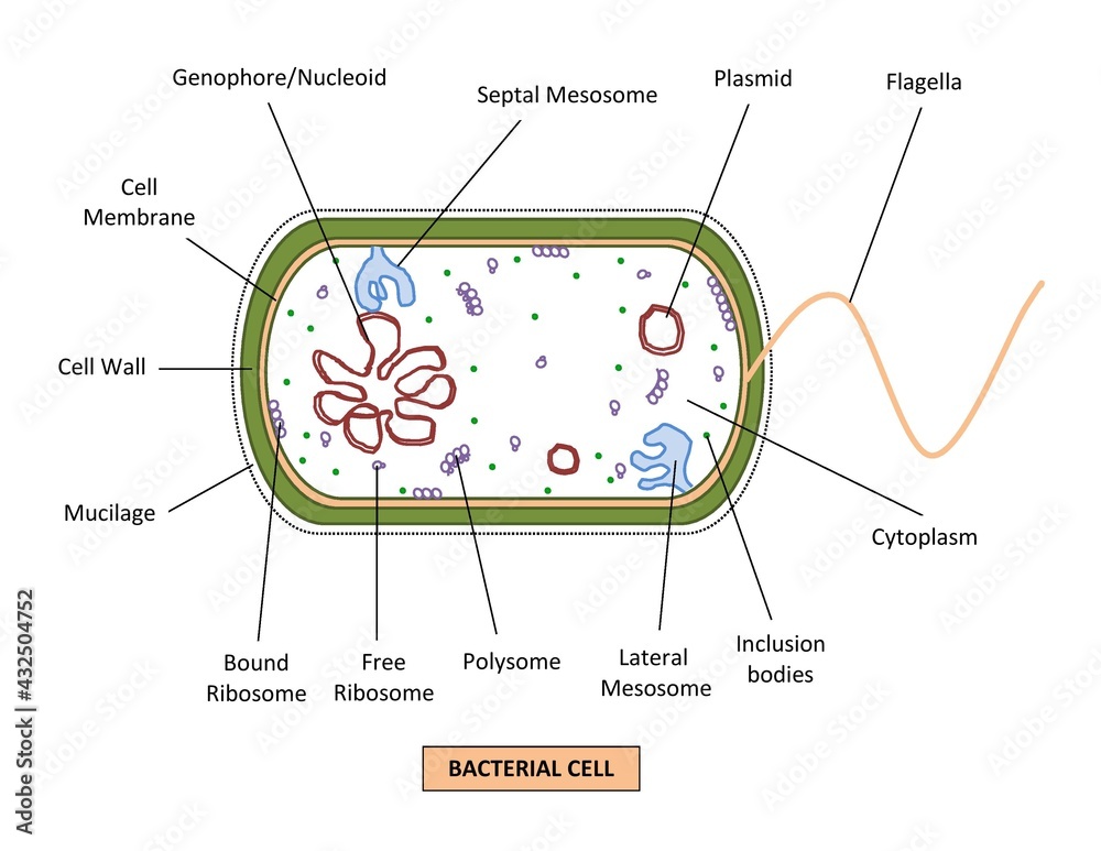 Bacteria Ka Diagram Labeled