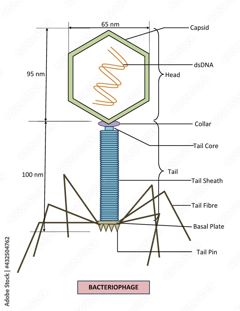 DIAGRAM SHOWING DIFFERENT PARTS OF A PHAGE VIRUS Stock Illustration ...