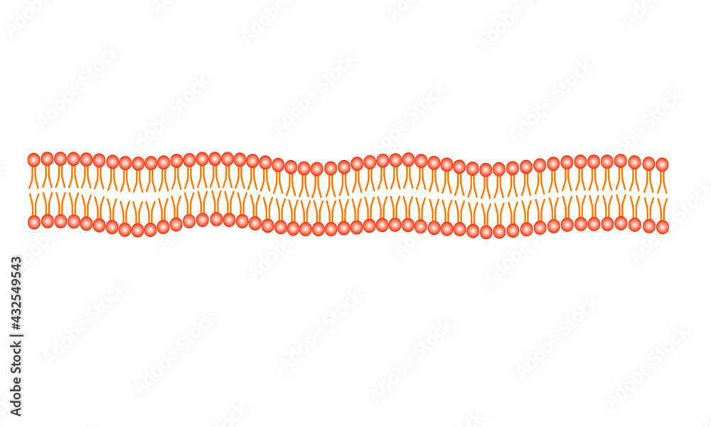 Lipid bilayer Stock Vector | Adobe Stock