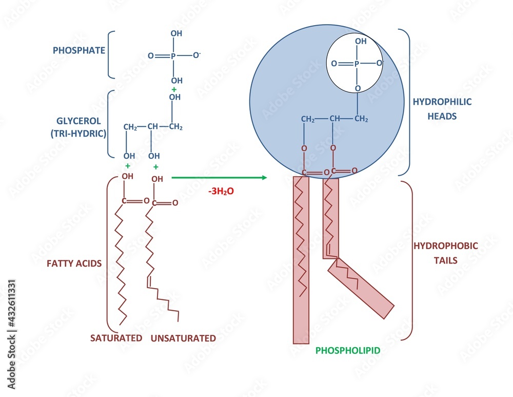 Annotated Drawing Of A Phospholipid