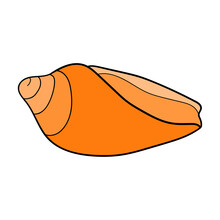 Conus Inscriptus Orange Shells Free Stock Photo - Public Domain Pictures