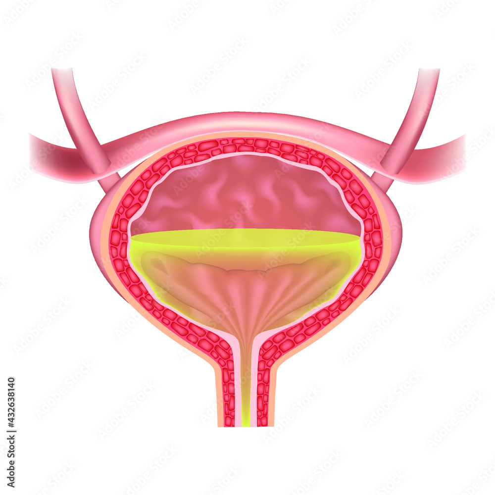 A bladder full of urine. Human internal organs anatomy. Vector illustration. Stock Vector ...