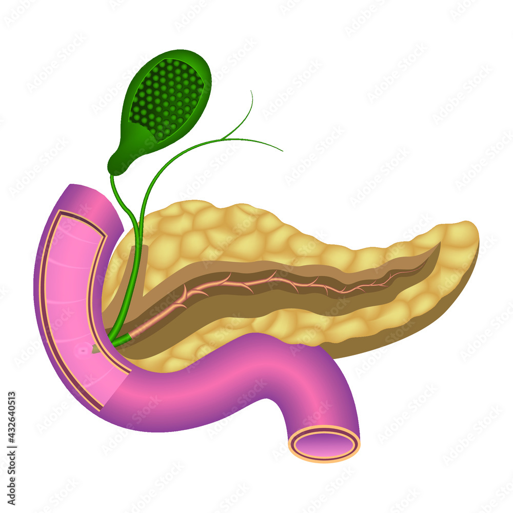 Pancreas anatomy. Main duct and large papilla. Sectional gallbladder ...