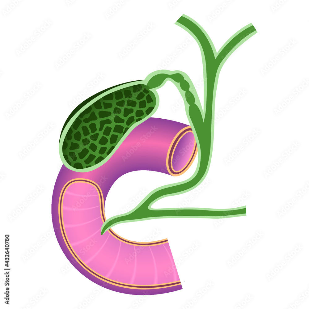 Anatomy of the gallbladder. Sectional organ. Large duodenal papilla ...