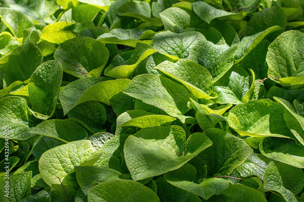 Trachystemon orientalis, commonly known as Abraham-Isaac-Jacob, is a ...