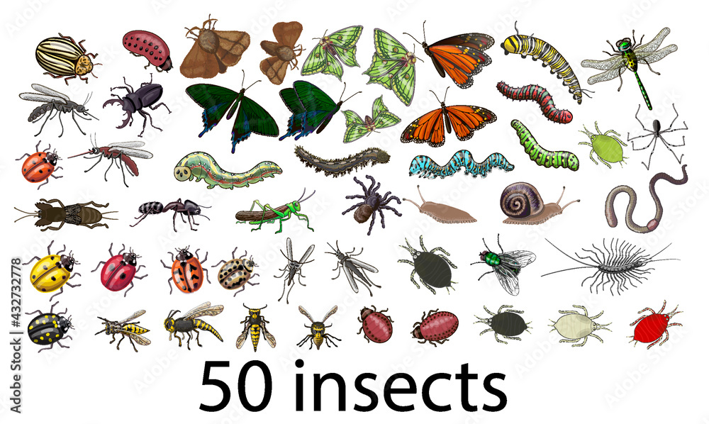 A large set of insects - butterflies, caterpillars, spiders, aphids ...