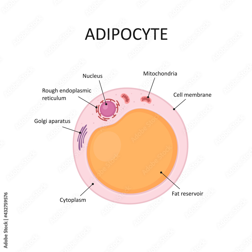 Adipocytes, lipocytes and fat cells. Fat cell structure vector ... Adipocytes, lipocytes and fat cells. Fat cell structure vector ...
