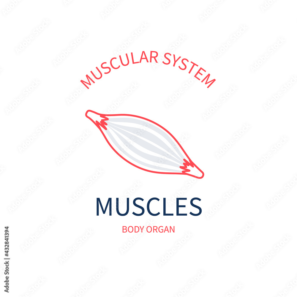 Muscle tissue diagram of muscular system. Internal body structure in ...