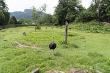 Mutton Bird With Tree Free Stock Photo - Public Domain Pictures