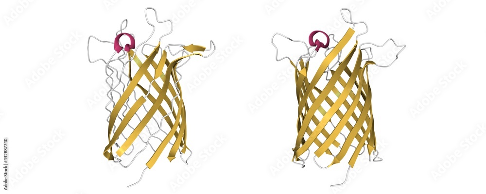 Structure of the monomeric outer membrane porin OmpG in the open (left ...