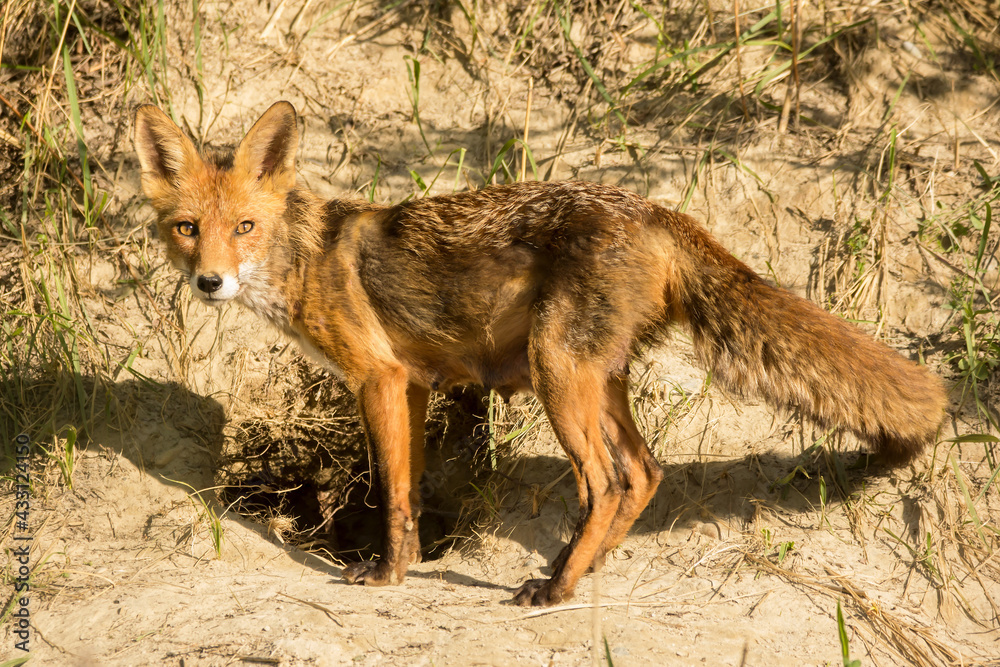 Fotografie Red fox adult female (Vulpes vulpes) large european fox in ...
