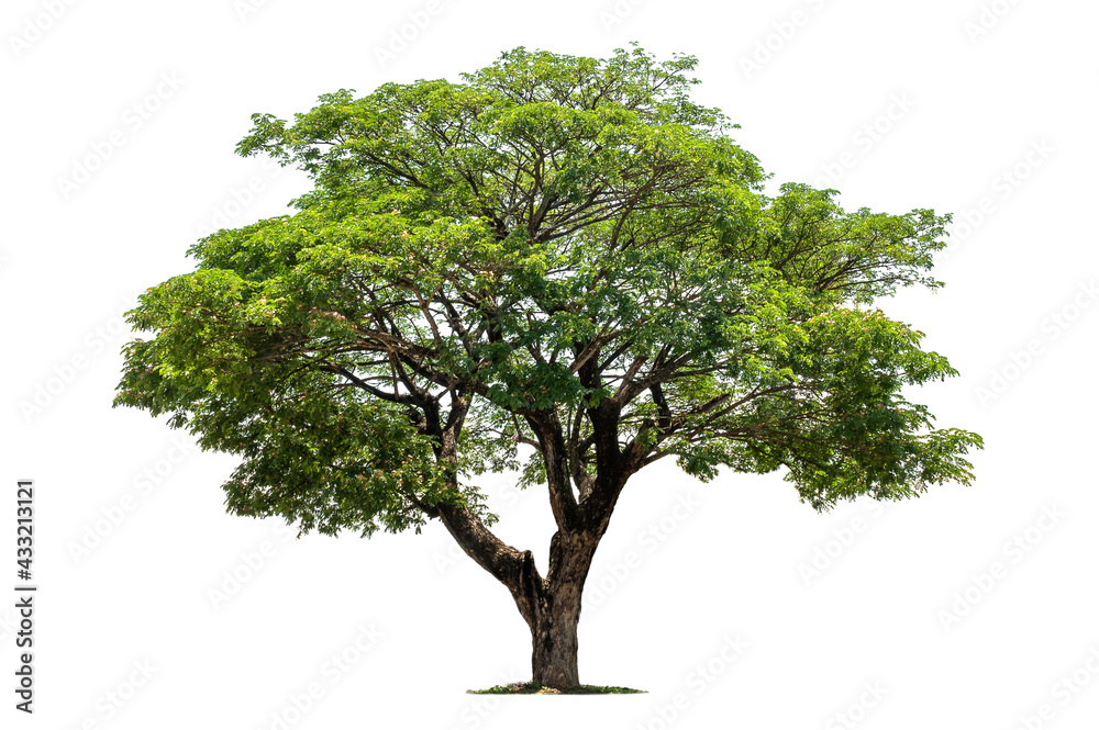 big tree isolate on white background Stock Photo | Adobe Stock