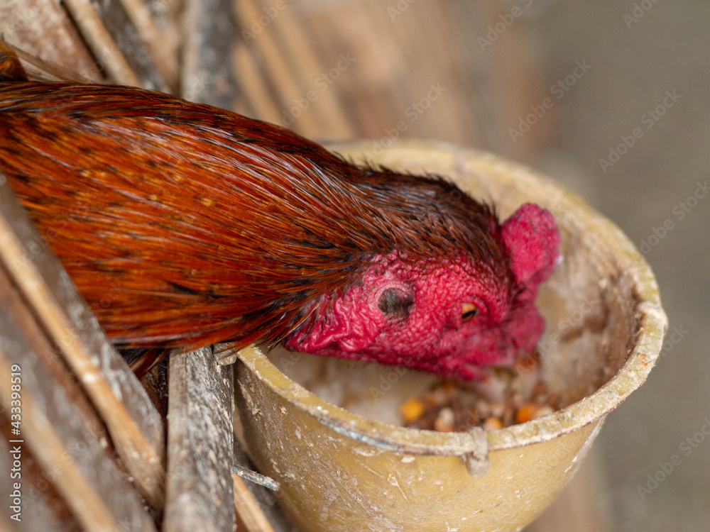 The Ayam Kampung is the chicken breed reported from Indonesia or Free ...