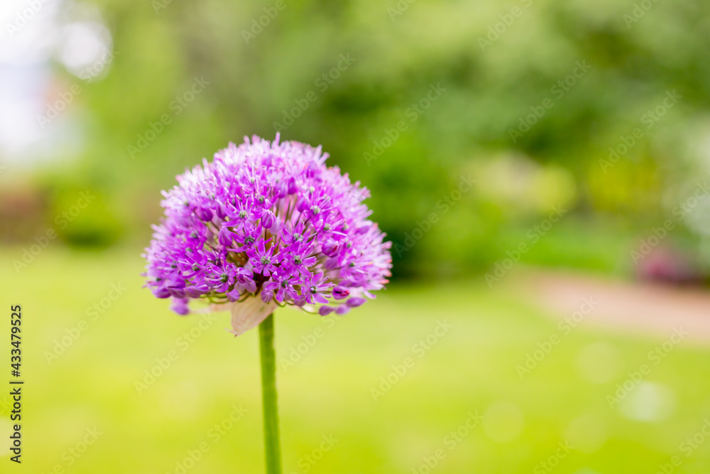 Beautiful purple flowers of the ornamental onion ,Allium giganteum ...