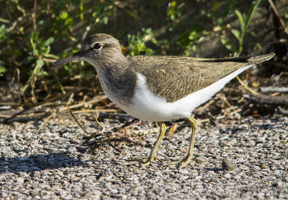 Piro piro piccolo (Actitis hypoleucos) Stock Photo | Adobe Stock