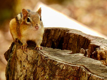 Chipmunks On Tree Stump Free Stock Photo - Public Domain Pictures
