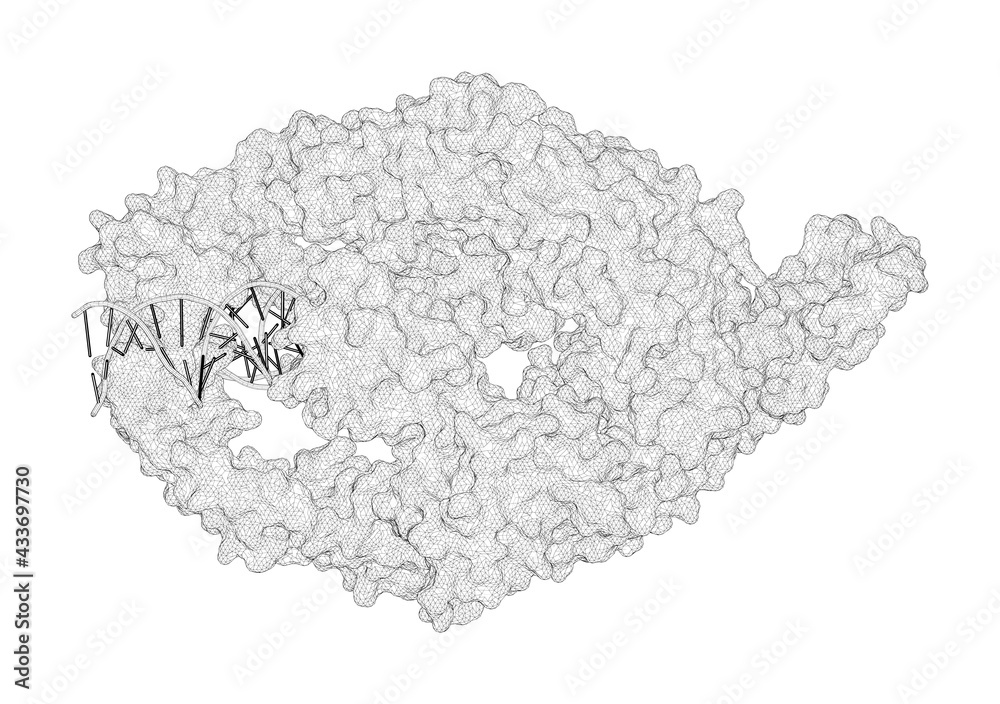 3D rendering as a line drawing of a molecule. Mechanism of mismatch ...