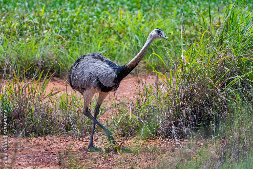 Greater Rhea photographed in Chapada dos Veadeiros National Park, Goias ...