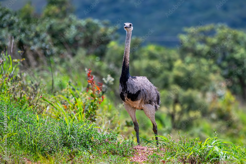 Greater Rhea photographed in Chapada dos Veadeiros National Park, Goias ...
