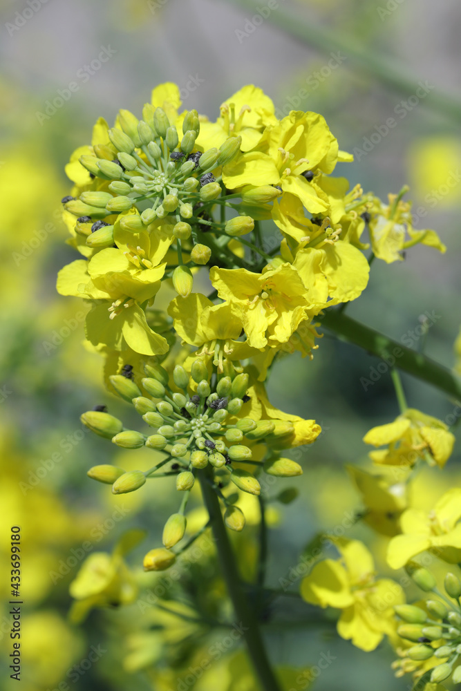 The cabbage seed pod weevil, Ceutorhynchus obstrictus (formerly called ...