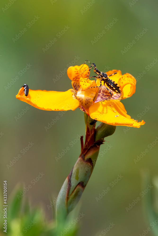 Insects on flower photographed in Chapada dos Veadeiros National Park ...