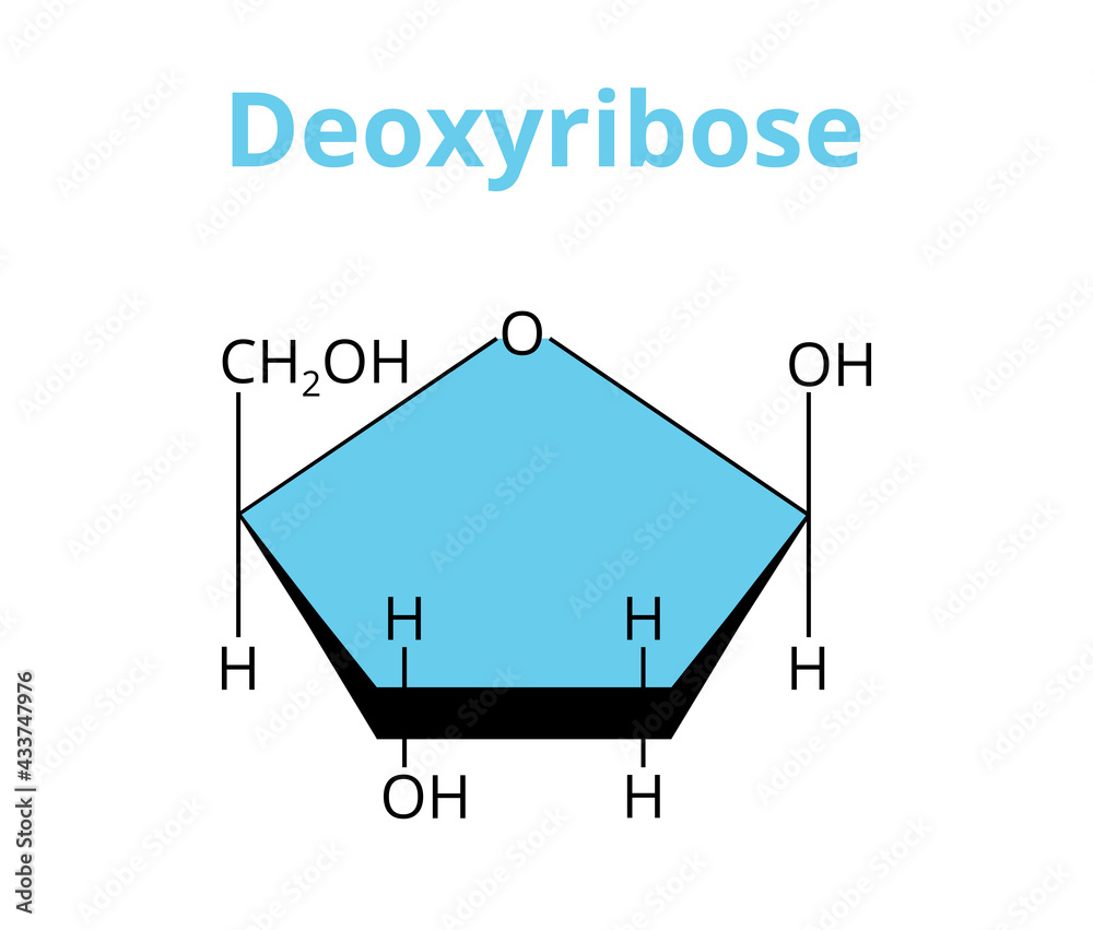 2d Vector Molecular Structure Of The Monosaccharide Deoxyribose Deoxy Sugar Carbohydrate The