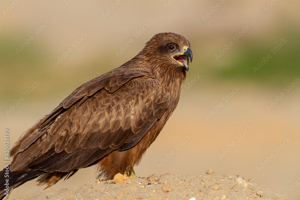 Black Kite. Medium-sized, rather nondescript raptor with overall dark ...