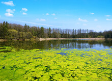 Stagnated Polluted Water Free Stock Photo - Public Domain Pictures