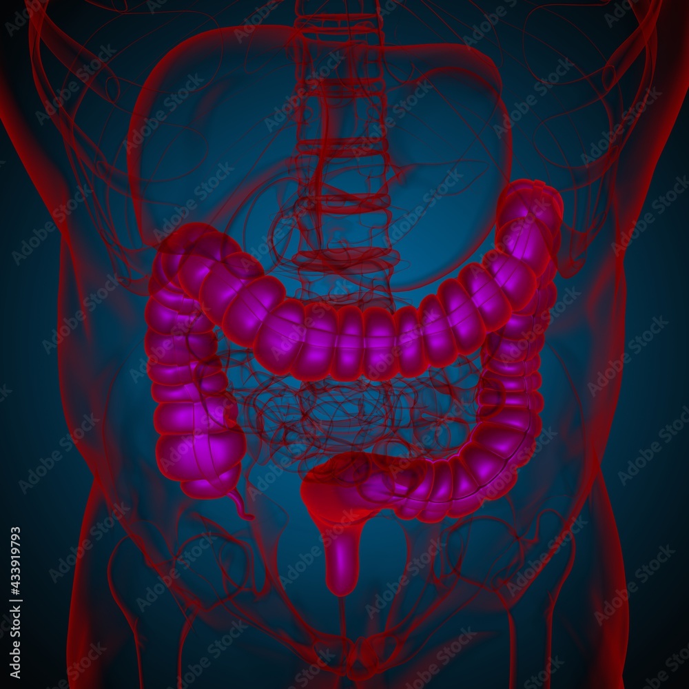 Large Intestine 3D Illustration Human Digestive System Anatomy Stock ...