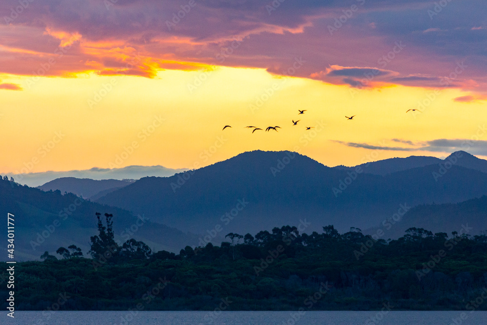 Aves brasileiras na costa sul do Brasil ao pôr do sol. Brazilian birds ...
