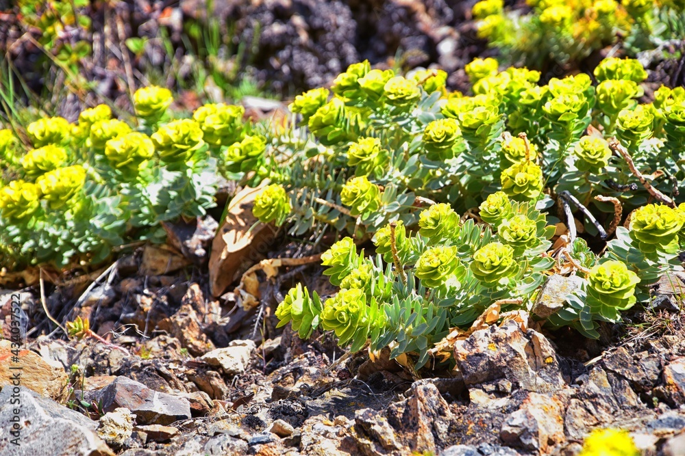 Upright Myrtle Spurge, Gopher spurge, blue spurge or broad-leaved ...