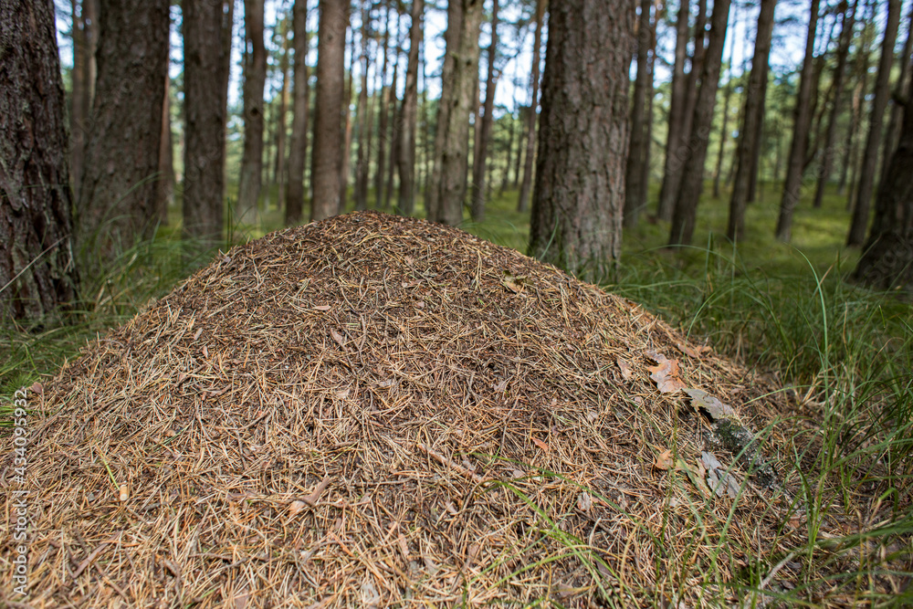 Mrowisko Las Słowiński Park Narodowy Stock Photo | Adobe Stock