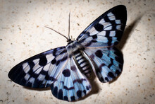 Monarch Butterfly In Rocks Free Stock Photo - Public Domain Pictures