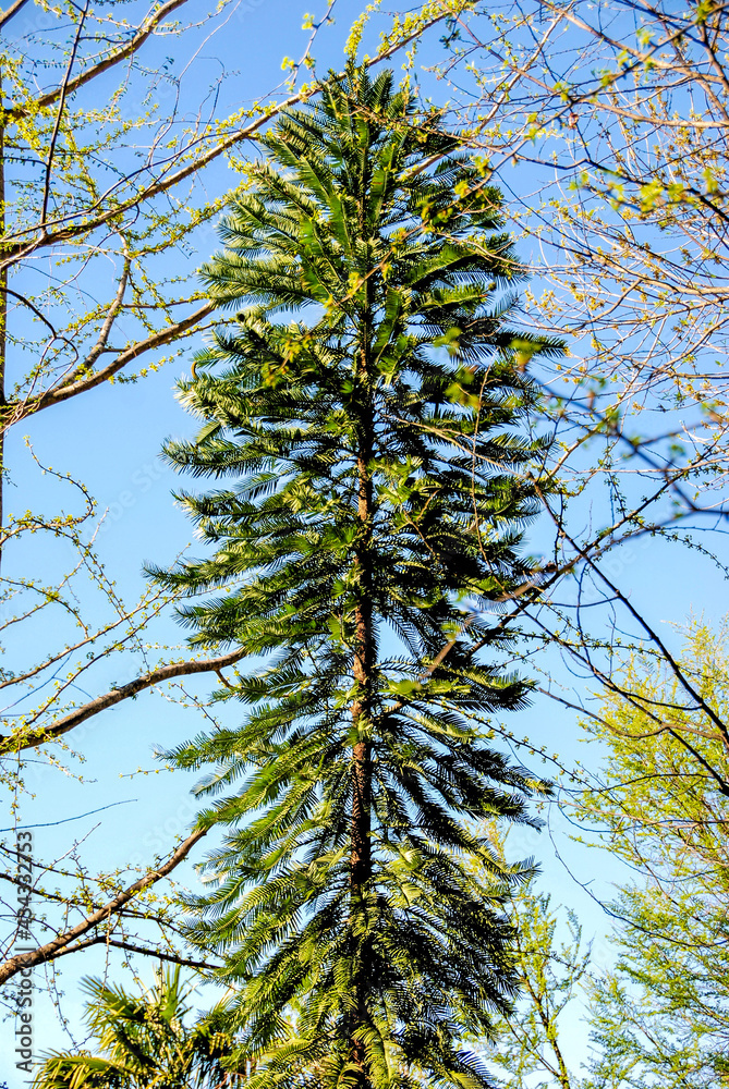 Wollemia nobilis in Trauttmannsdorf famous alpin botanical garden in ...