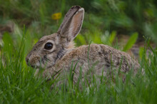 Cottontail Rabbit Hiding In Grass Free Stock Photo - Public Domain Pictures