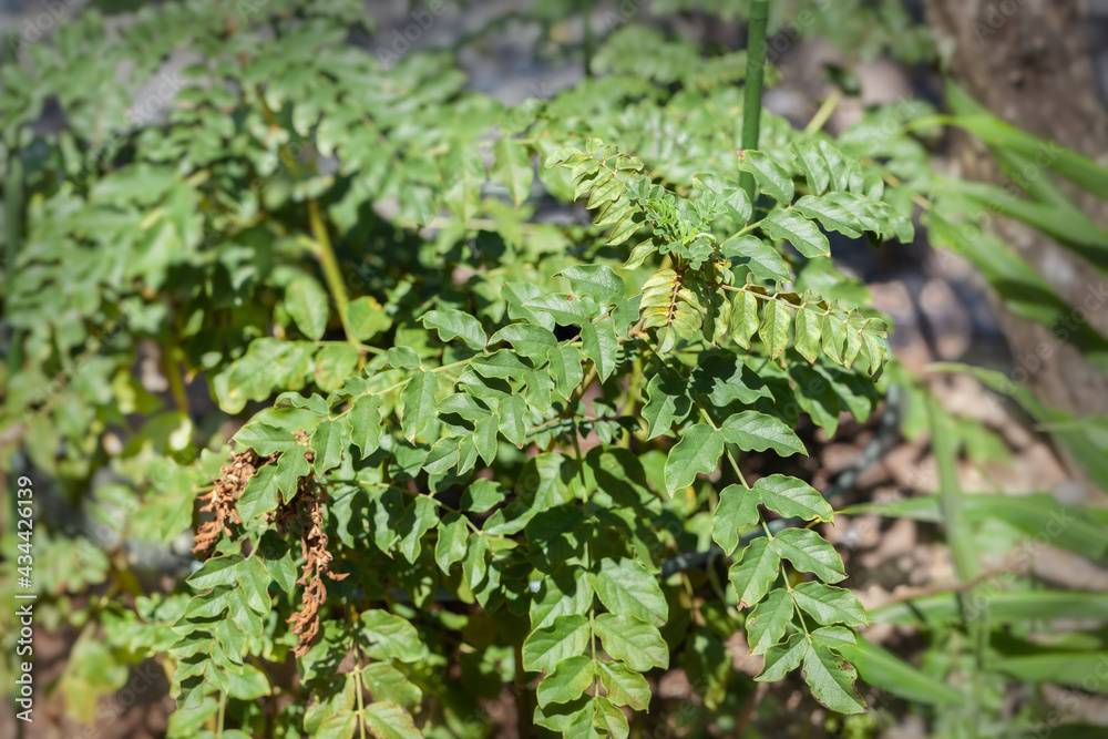 Chinese licorice plant (Glycyrrhiza glabra) growing in herb garden ...
