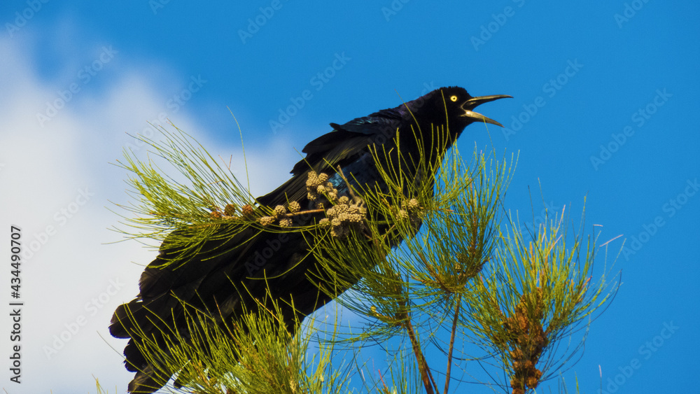 Bird: Great-tailed grackle (Quiscalus mexicanus), looks like a crow and ...