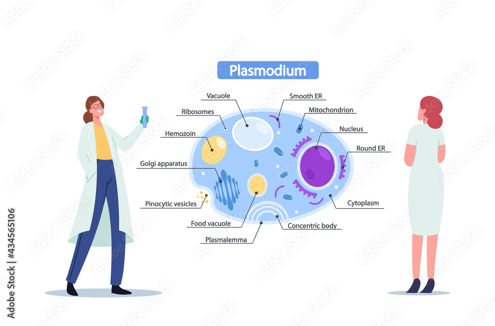Female Scientists with Test Tube Learning Plasmodium Parasites Anatomy ...