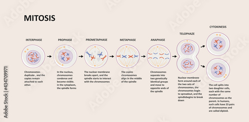 Stages of mitosis. Cell division process, biological phases scheme with ...