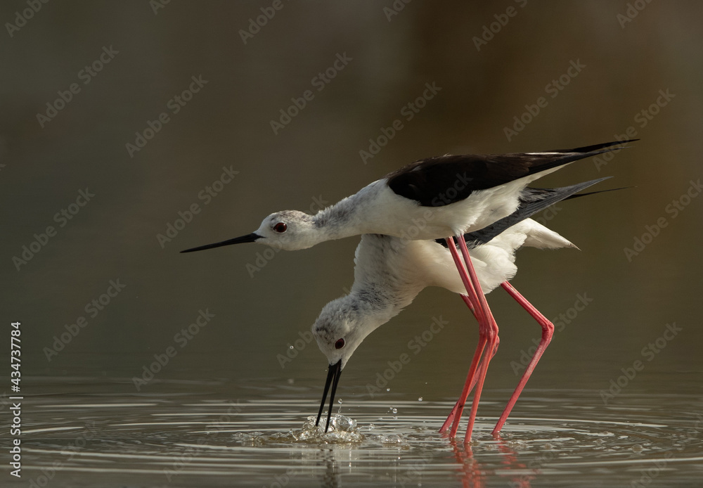 Black-winged Stilts courtship display at Asker Marsh , Bahrain Stock ...