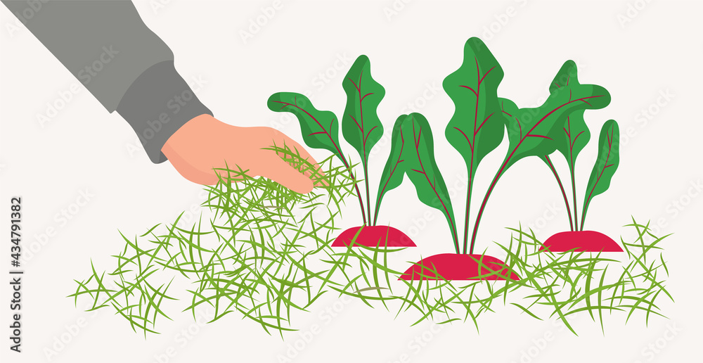 Image vectorielle Stock Mulching the beds for plants with grass, beet ...