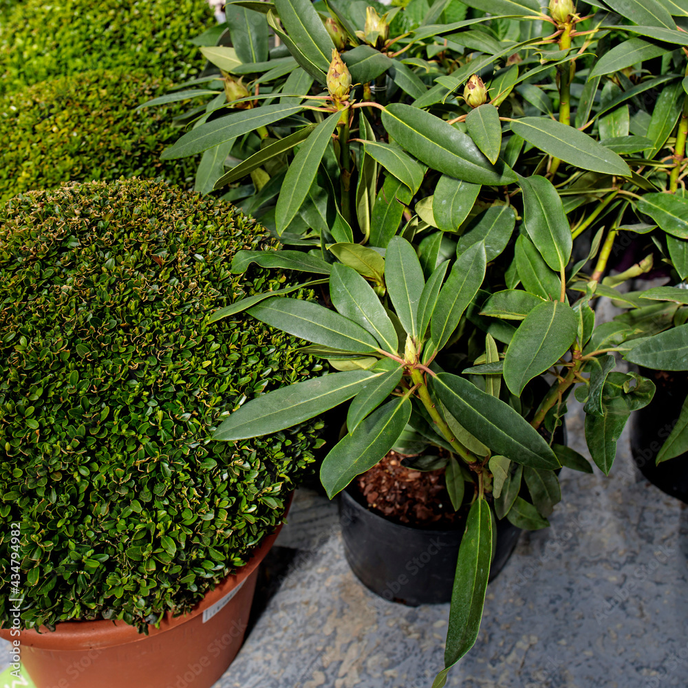 Trimmed spherical plants of boxwood and rhododendrons in clay pots line ...