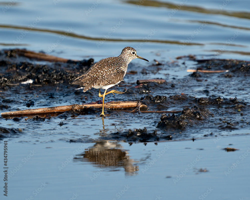 Sandpiper Bird Photo Stock. close-up profile view walking on shoreline ...