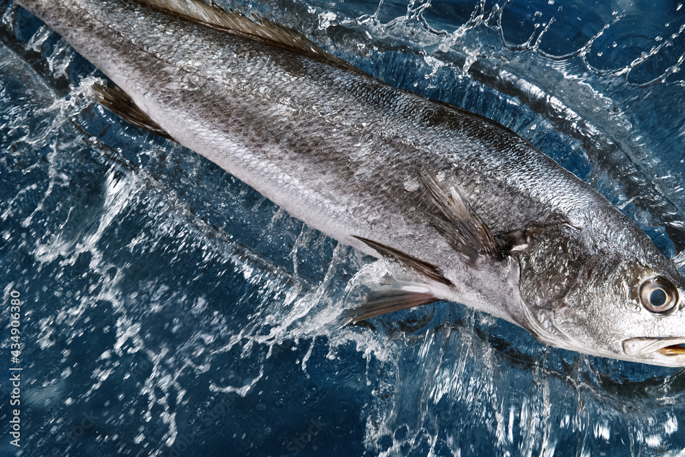 Falling fresh sea fish into water, splash effect. Stock Photo | Adobe Stock