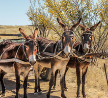 Donkeys Pulling A Donkey Cart Free Stock Photo - Public Domain Pictures